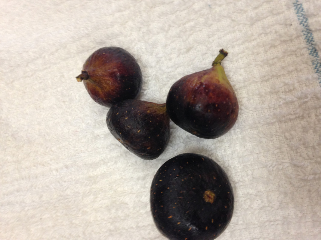 IMG 1815 — Postimages