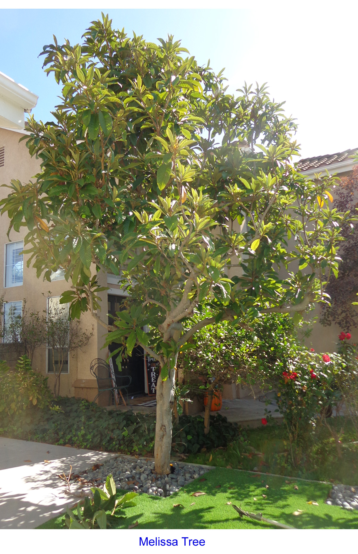 Melissa Mother Tree pic1a — Postimages