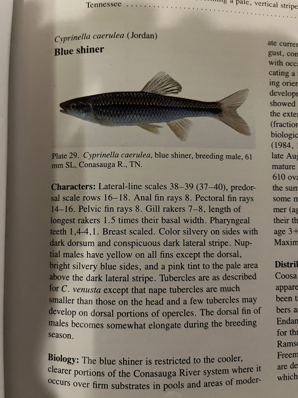 Bass coloration, spots and markings. - Smallmouth Bass Fishing - Bass ...