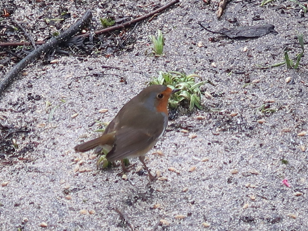 Robin IMG 4909 (2) — Postimages