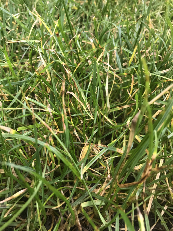 Sad lawn | Lawn Care Forum