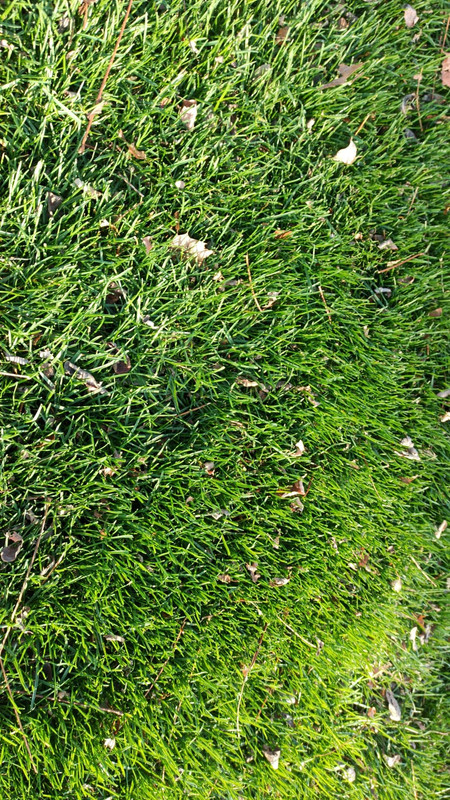 Backyard November 27 2020 — Postimages