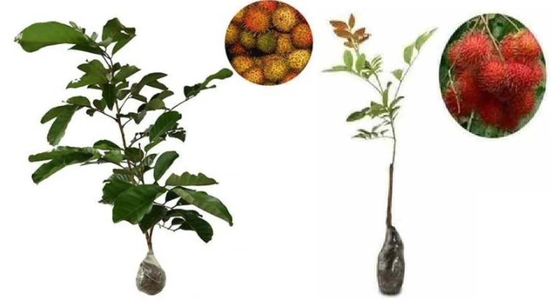 Jual Bibit Pohon Rambutan Rapiah Tanaman Buah Rambutan Ropiah papkso ...