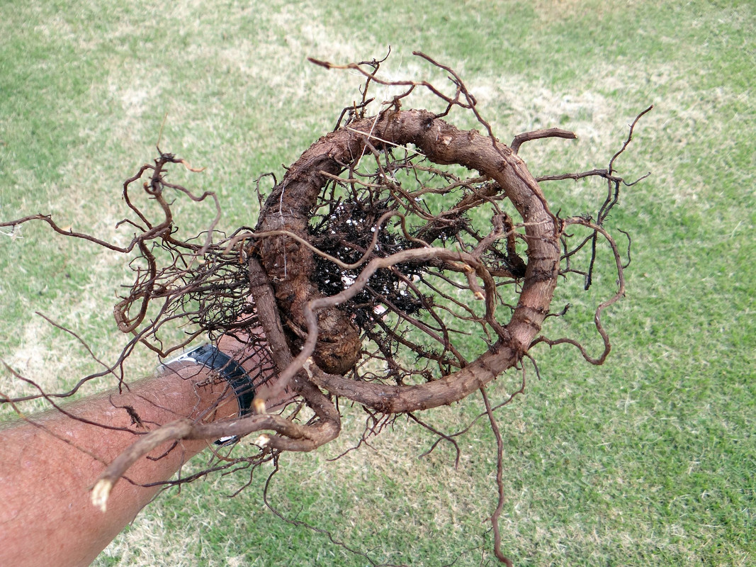 Pickering Root Dieback — Postimages