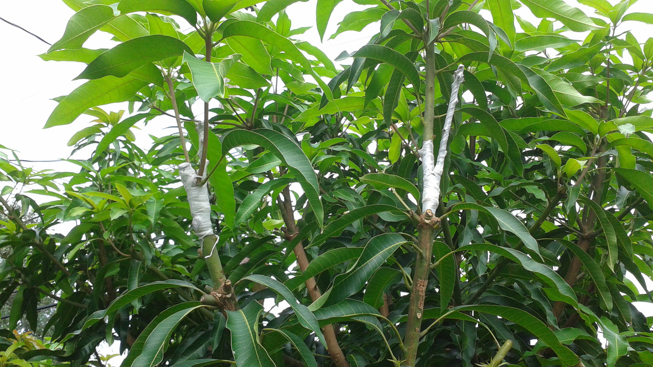 carriemangotopwork2 — Postimages