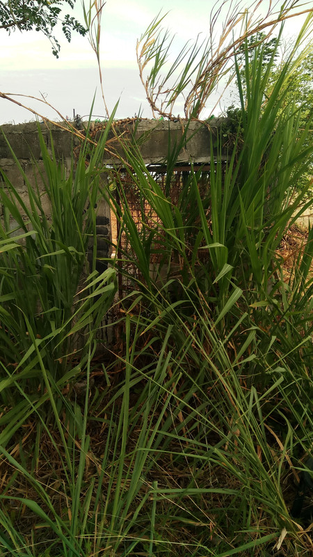 Cavitedventures No. 10: Anabu Dam (picture taken: February 27, 2020 ...