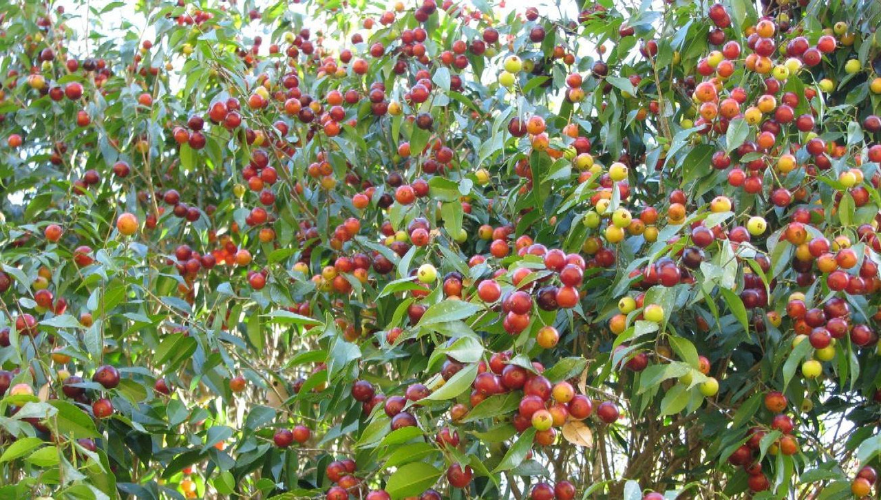 Plinia rivularis Guaburiti — Postimages