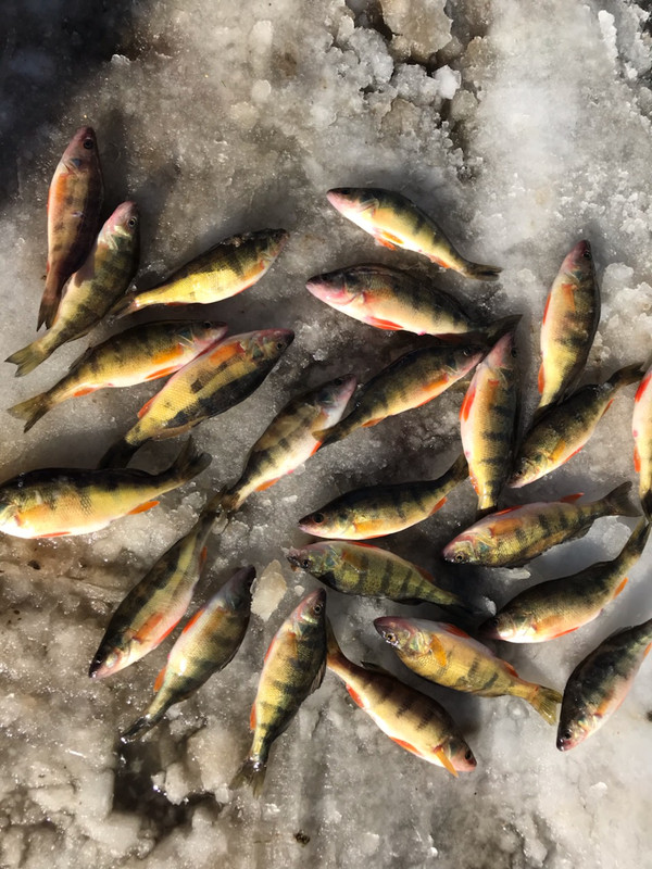 Silver Lake Perch 2 2 19 — Postimages