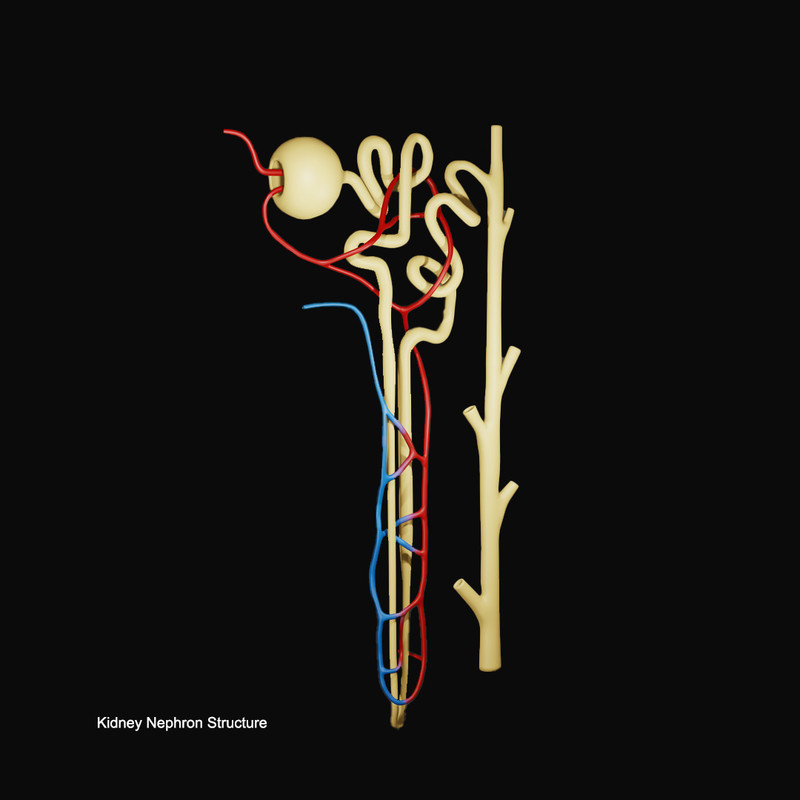 Nephron Structure And Function Animation