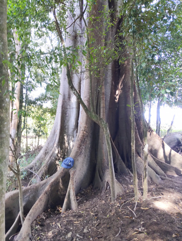 Ficus macrophylla in SE QLD (check comment for eroded roots) : r ...