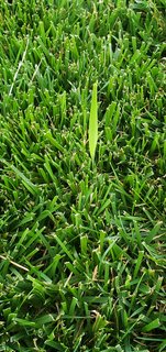 Johnson Grass | Lawn Care Forum