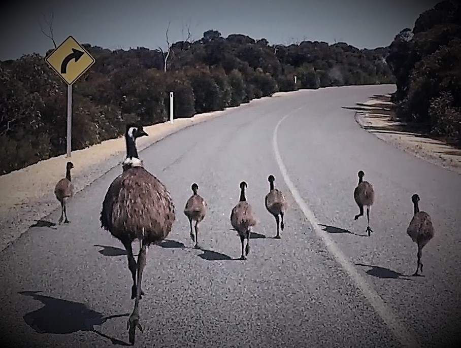 The RAAF Exterminator and the Second Emu War