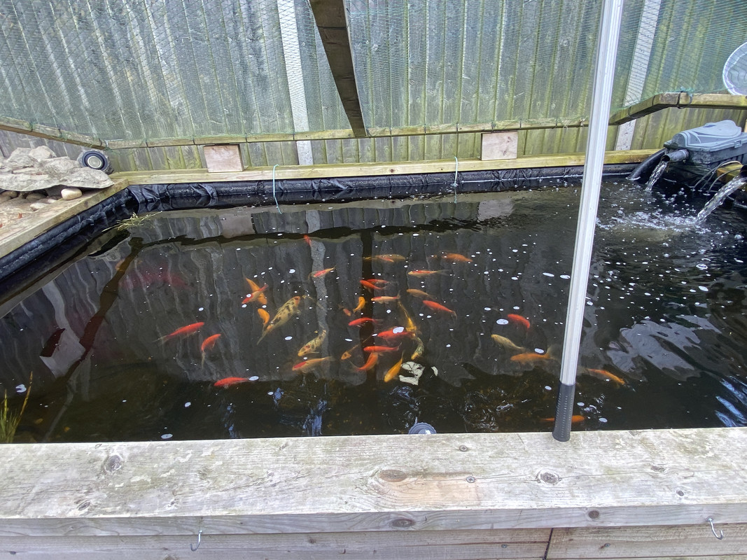 Koi fry - New to Ponds and Fishkeeping Forum - Pond Life