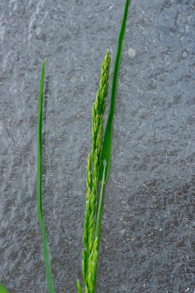 KBG vs POA A vs PRG (Picture Identification) | Lawn Care Forum