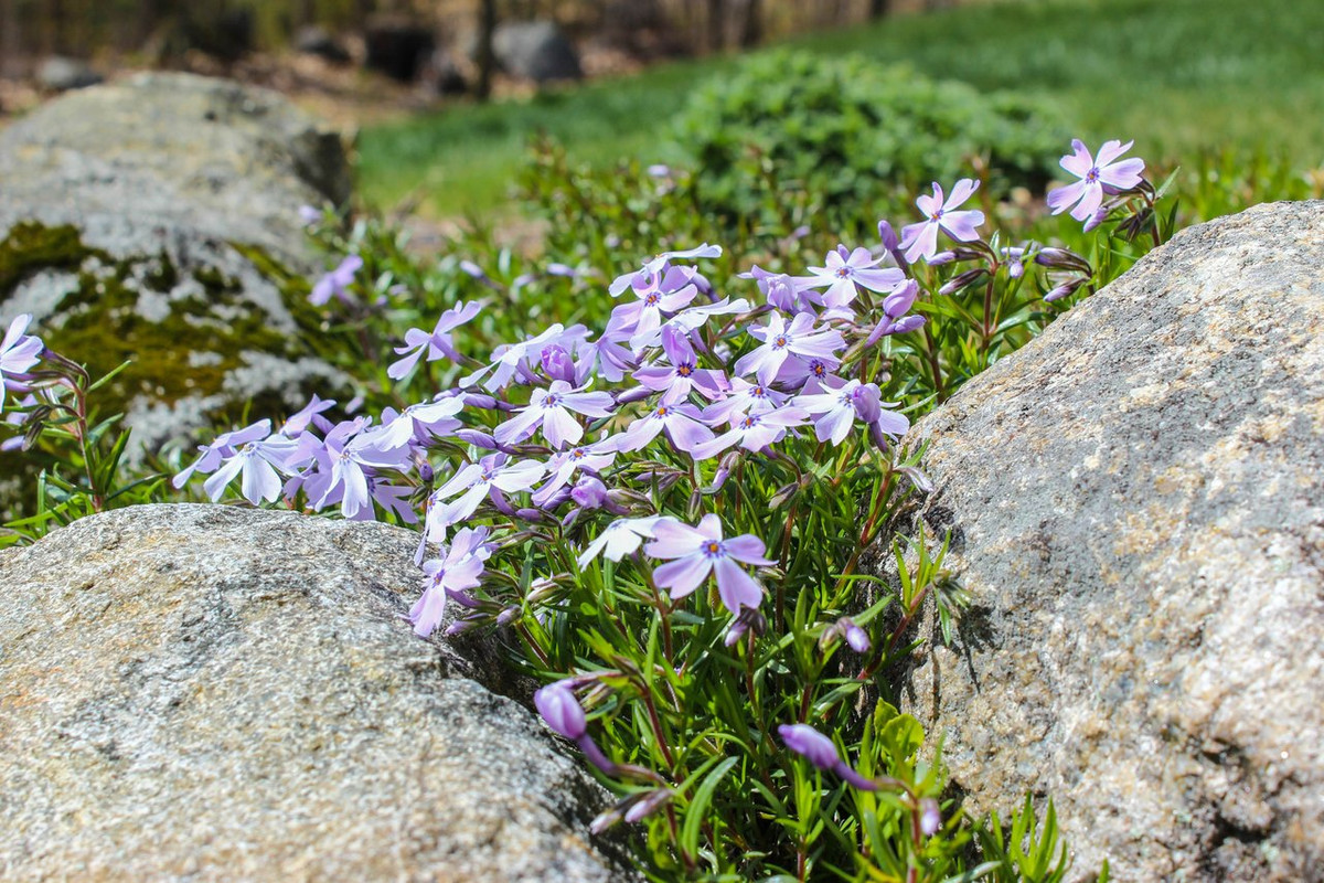 Backyard April 2 — Postimages