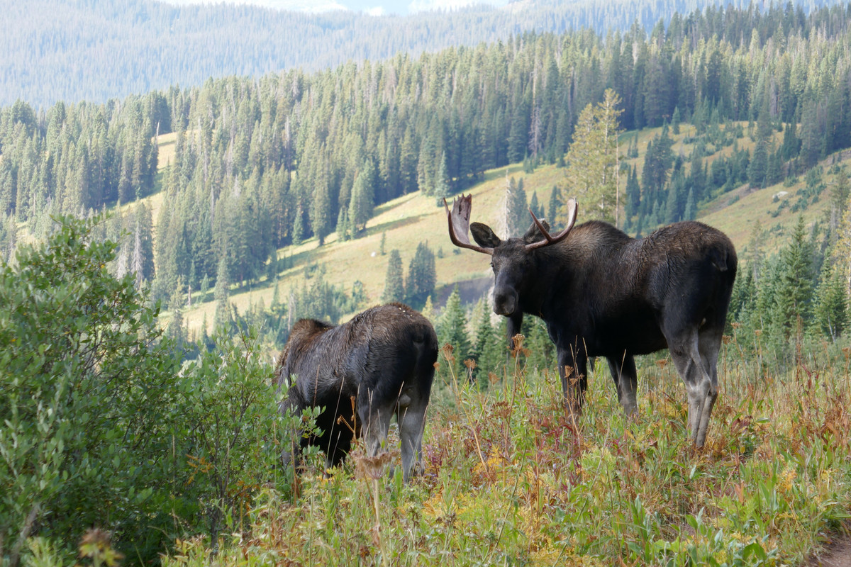 25 Feet From Sparring Bull Moose - 24hourcampfire