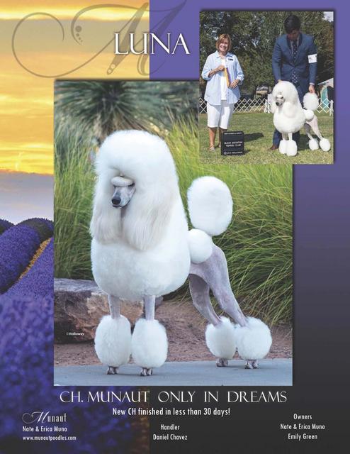 Luna is in the December 2018 Poodle Variety Magazine | Poodle Forum