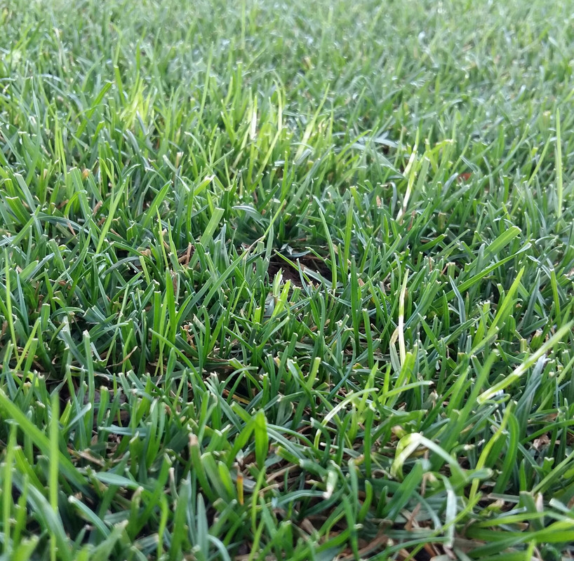 Pytania użytkownika Tenacity po raz pierwszy | Lawn Care Forum