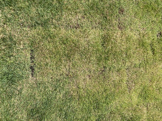 New Zoysia Issues Lawn Care Forum