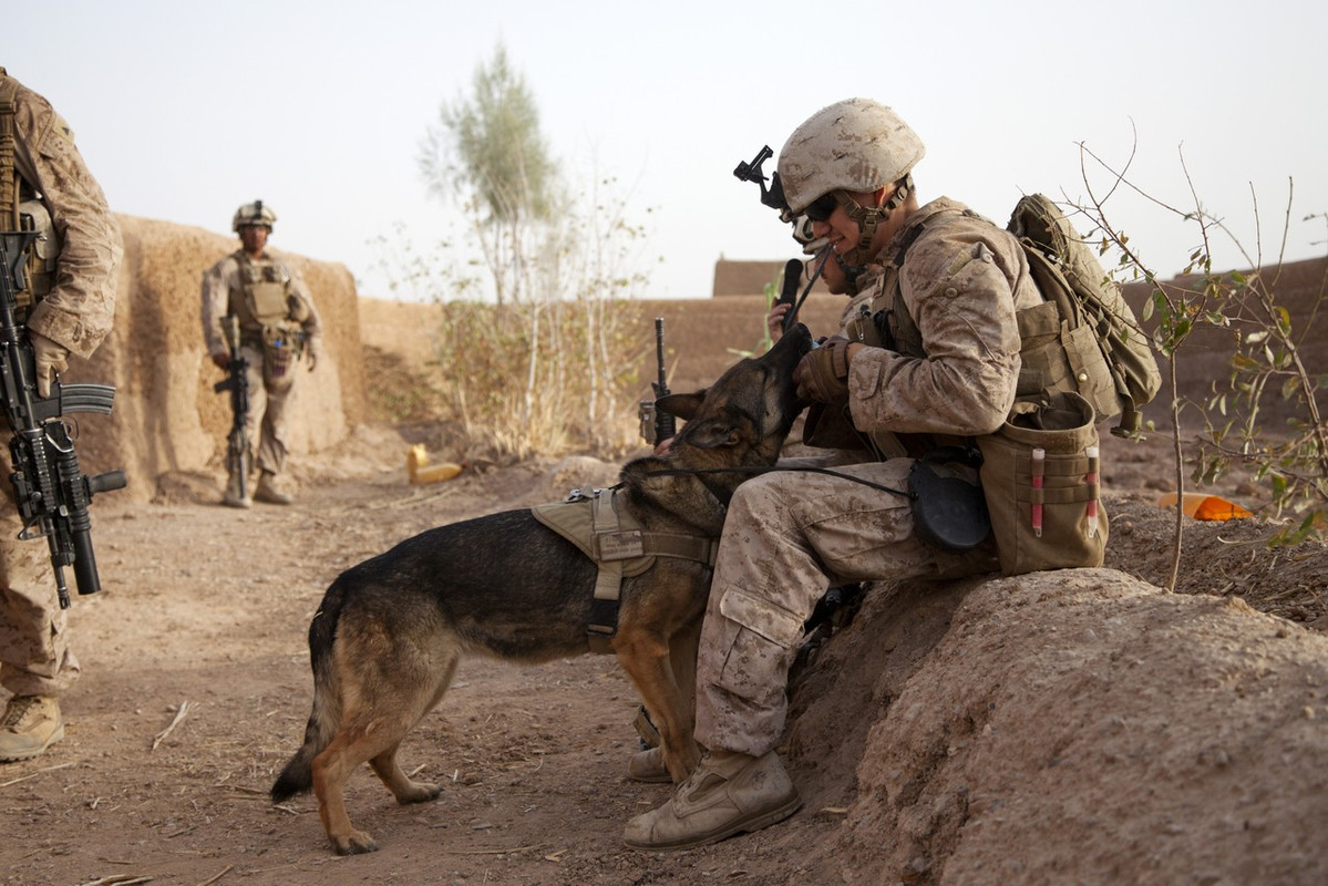USMC K9 Marine Air Ground Task Force Crisis Response Central Co ...