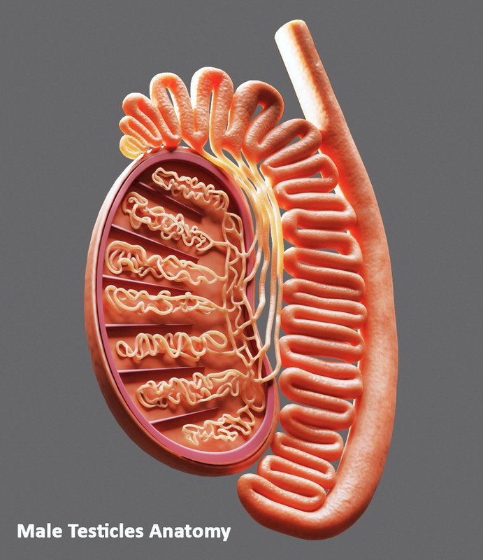 Testis Anatomy Model