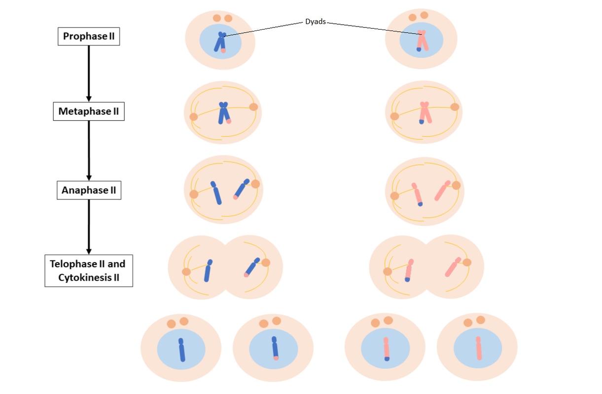 43 1 4 FINAL — Postimages