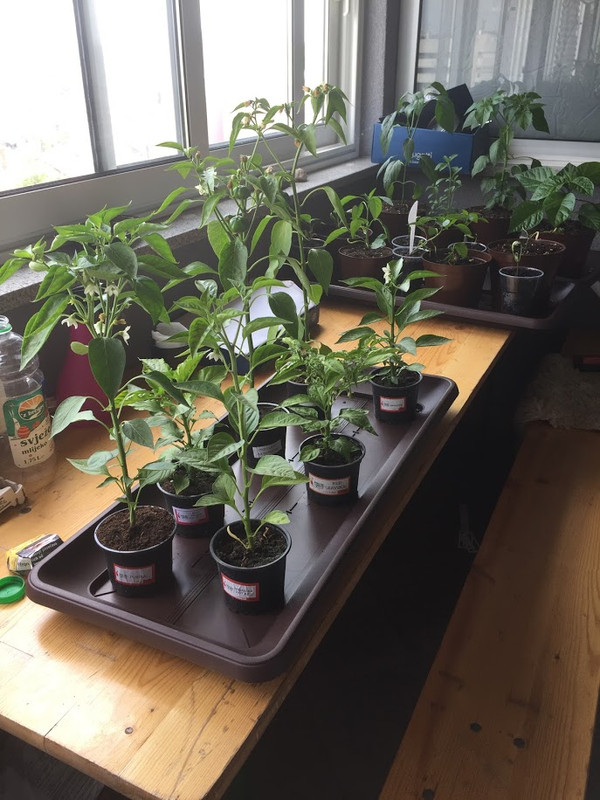 IMG 8973 — Postimages