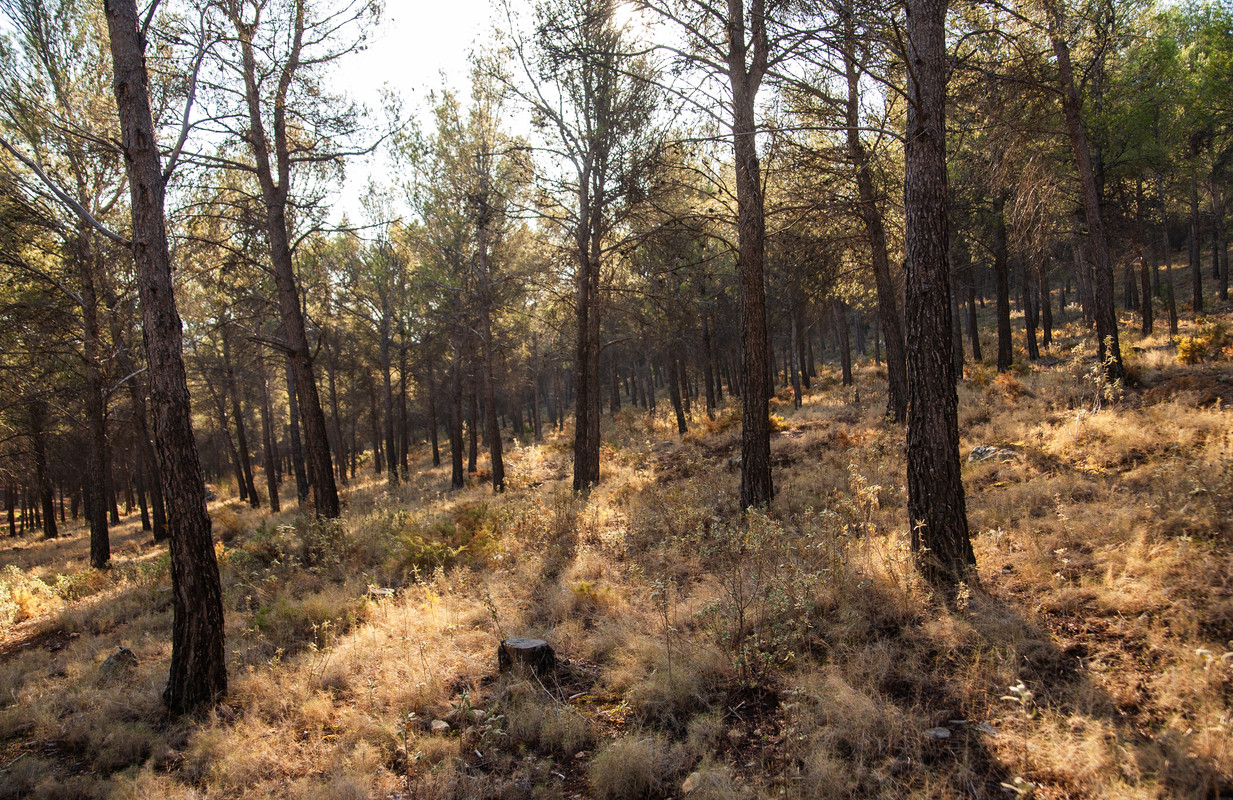 MG 5495 — Postimages