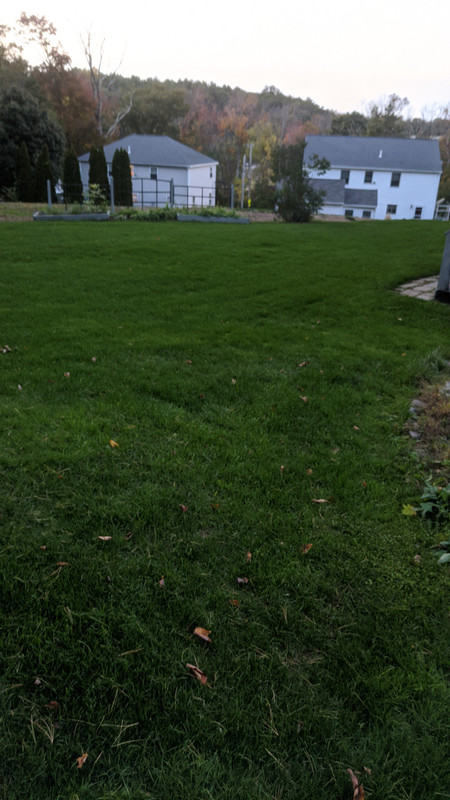 New Grass changing color | Lawn Care Forum