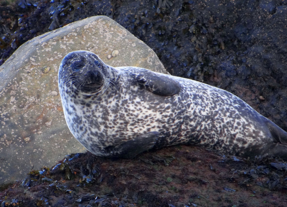 GREY SEAL 4 241023 — Postimages