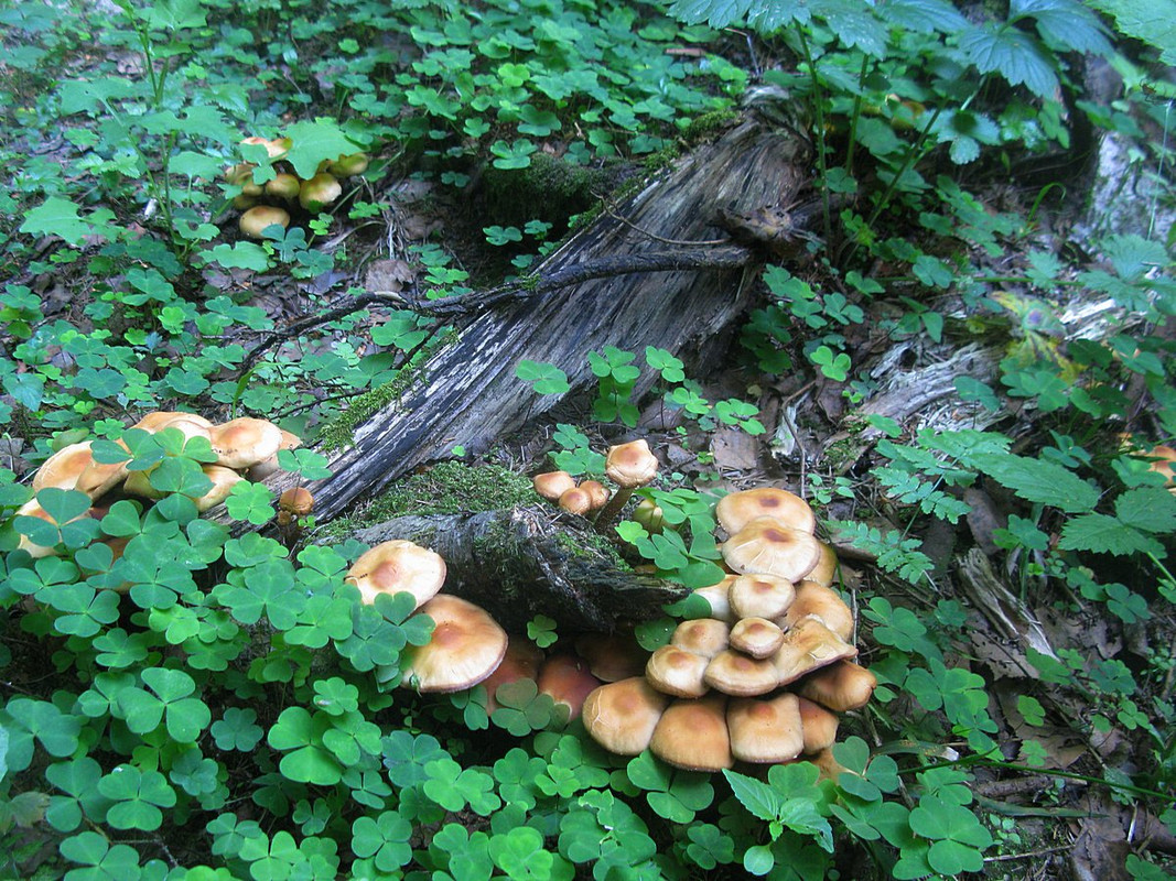 IMG 4097 — Postimages