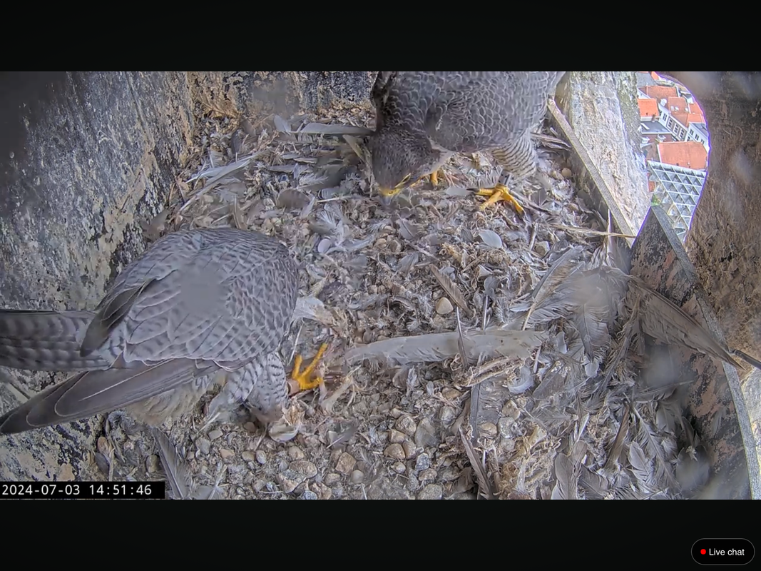 IMG 1687 — Postimages