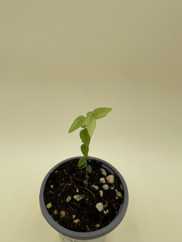 IMG 2872 — Postimages