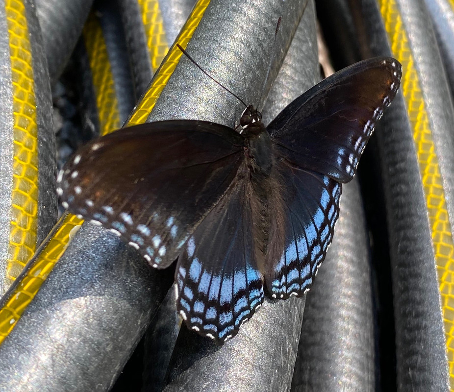 IMG 1026 — Postimages