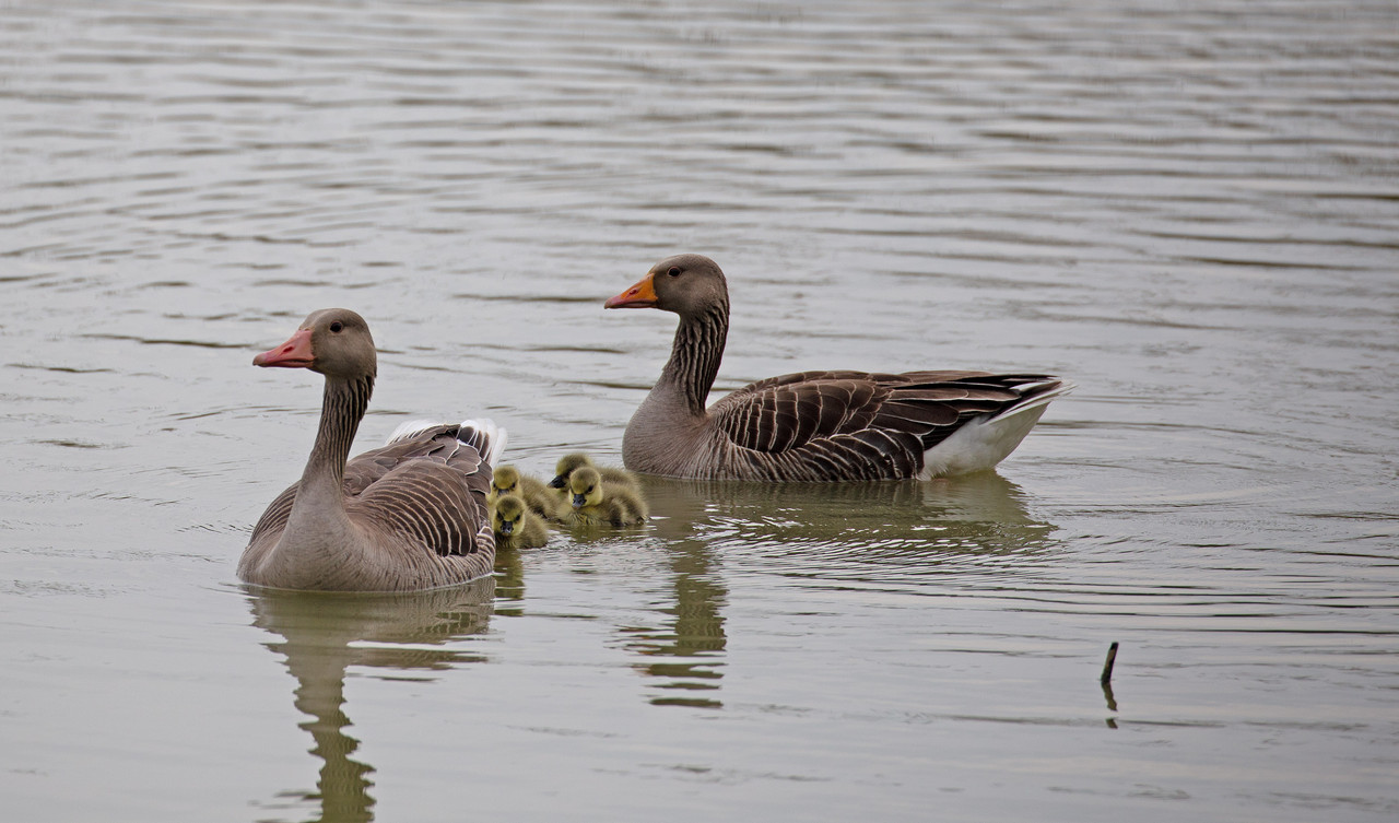 Barn geese and chicks in the valley - PentaxForums.com