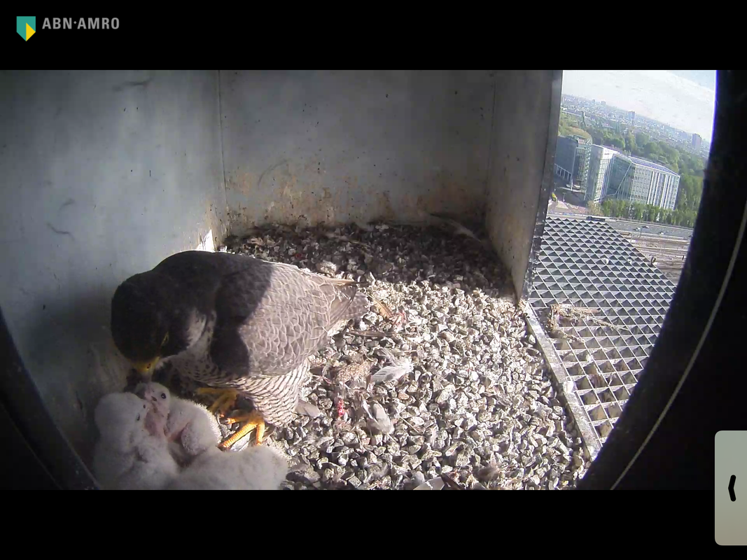 8 A6 B481 C 5765 4020 BFCB 86 D9 F442663 A — Postimages