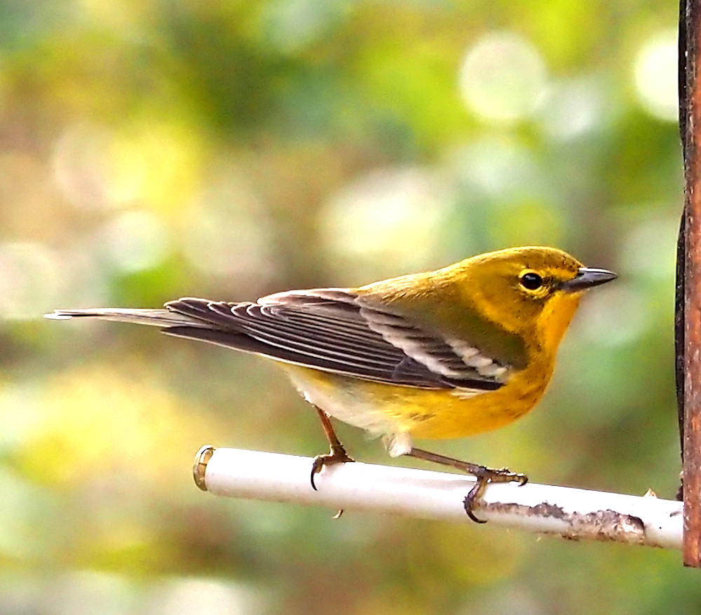 Those are some pretty good bird pics you took Tug.*** - The ...