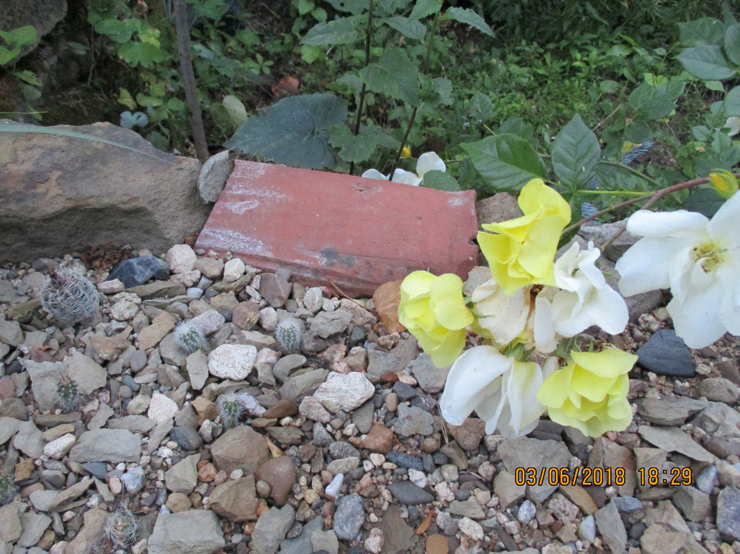 IMG 2597 — Postimages