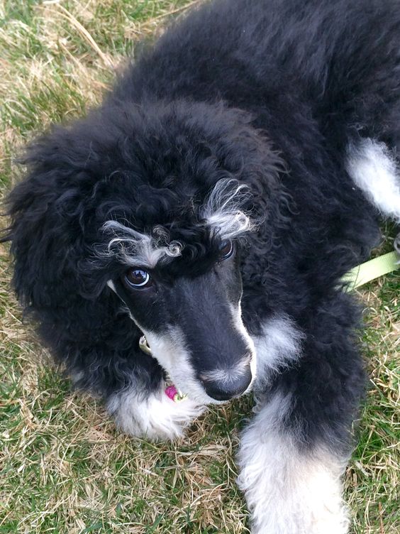 Silver cream phantom | Poodle Forum