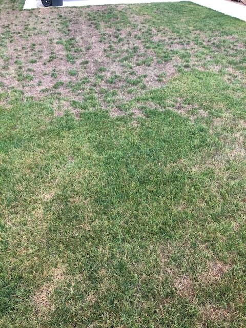 Need help! What has happened to my lawn?? | Lawn Care Forum
