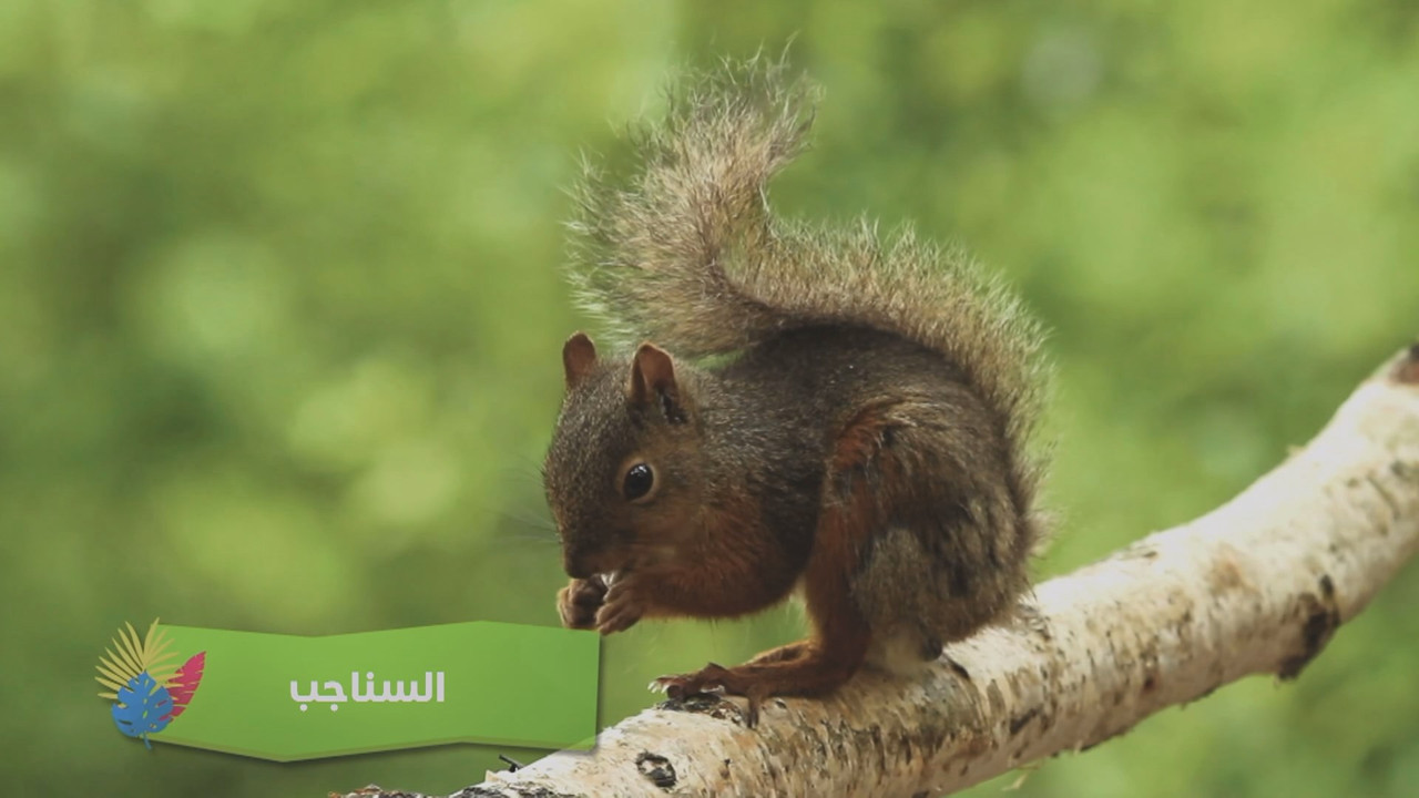 Animal Fanpedia S01 E15 1080p TOD WEB DL AAC2 0 H 264 Future Pirates ...