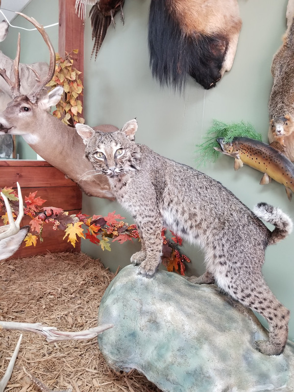 Bobcat 2 — Postimages