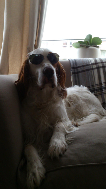 liam zonnebril — Postimages