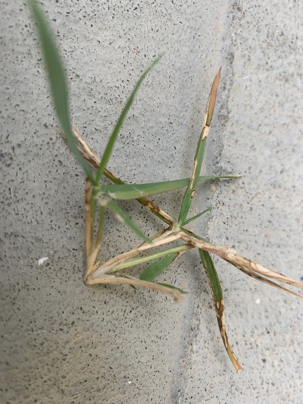 Zoysia Brown Spot Lawn Care Forum