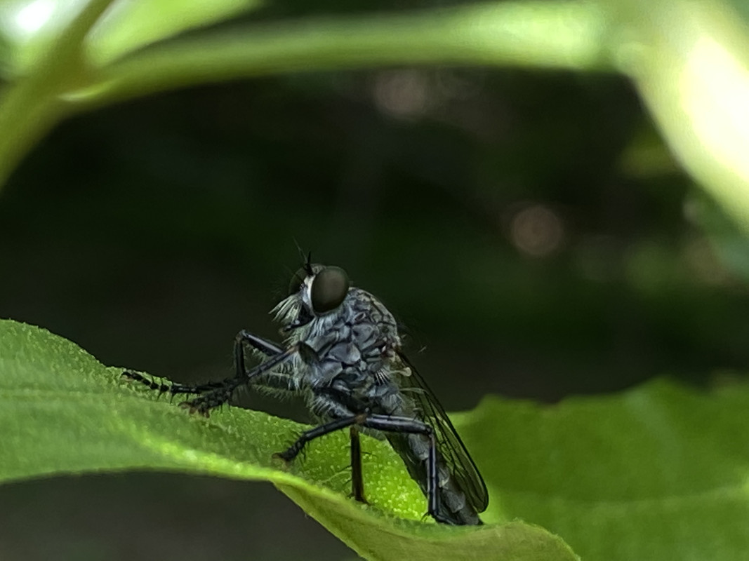 IMG 3446 — Postimages