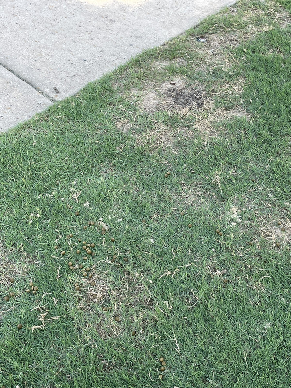 Damn rabbits eating grass. | Lawn Care Forum