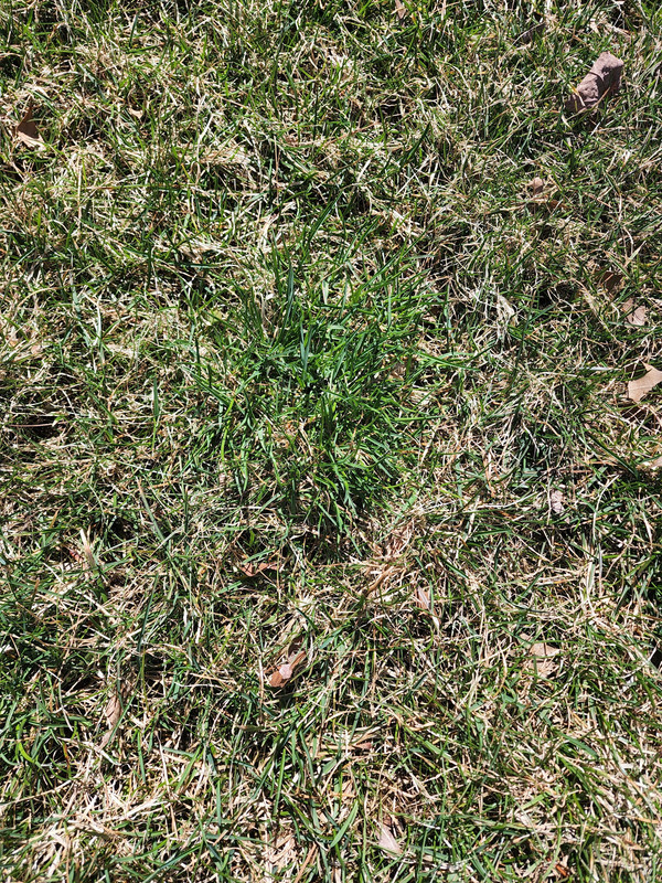 Planning Ahead to Treat Poa Triv | Lawn Care Forum