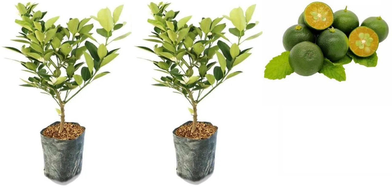 Jual Pohon Jeruk Songkit / Jeruk Kunci - Bibit Pohon Buah Jeruk Sonkit ...