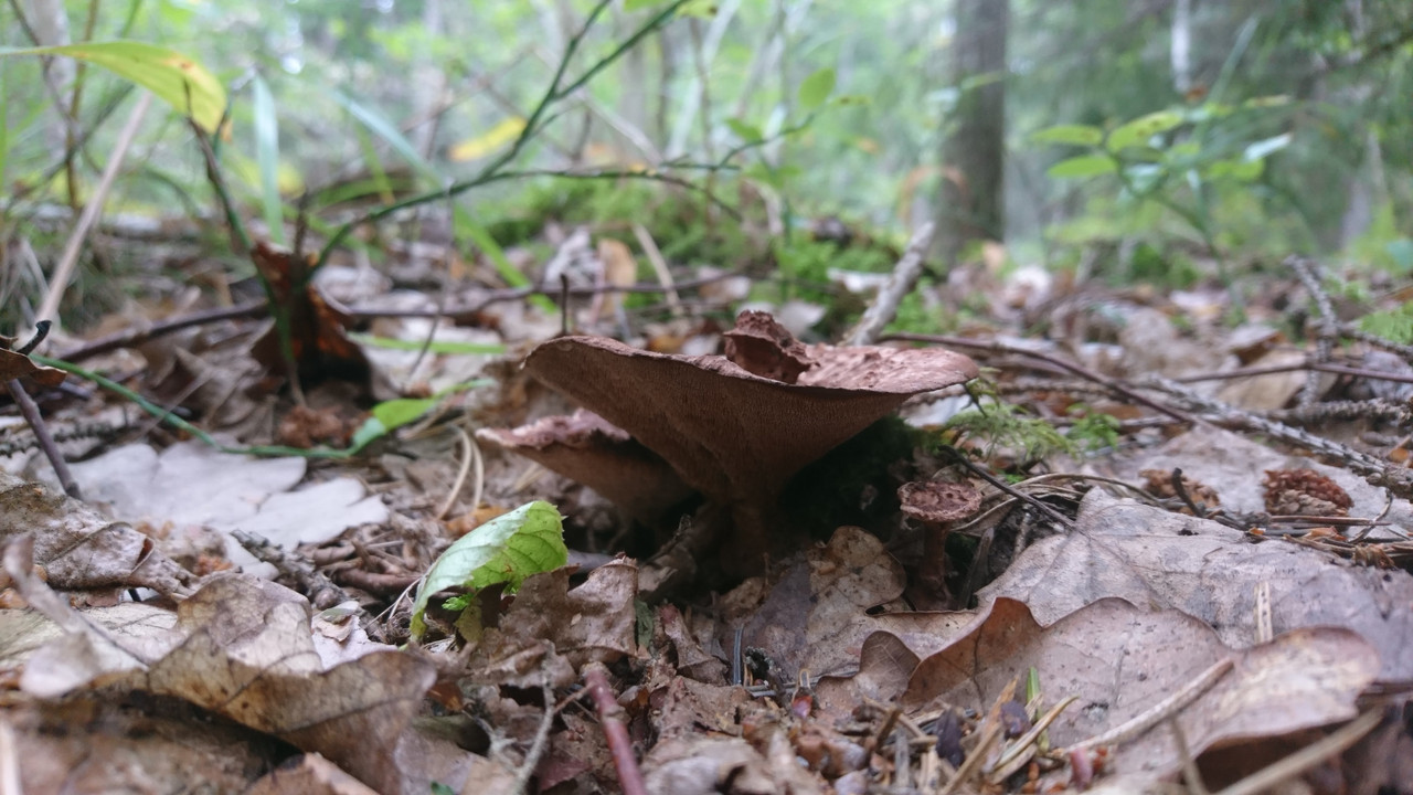 DSC 2079 — Postimages