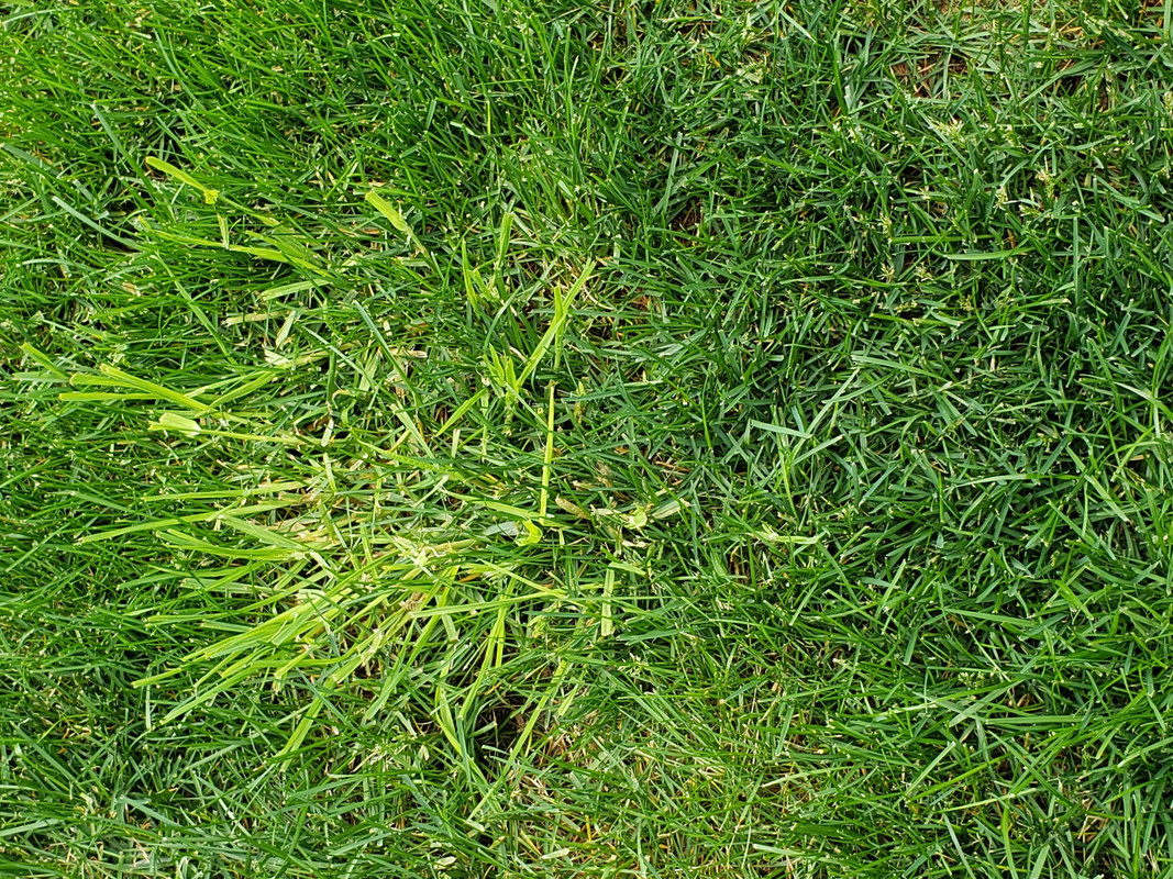 Orchardgrass Lawn